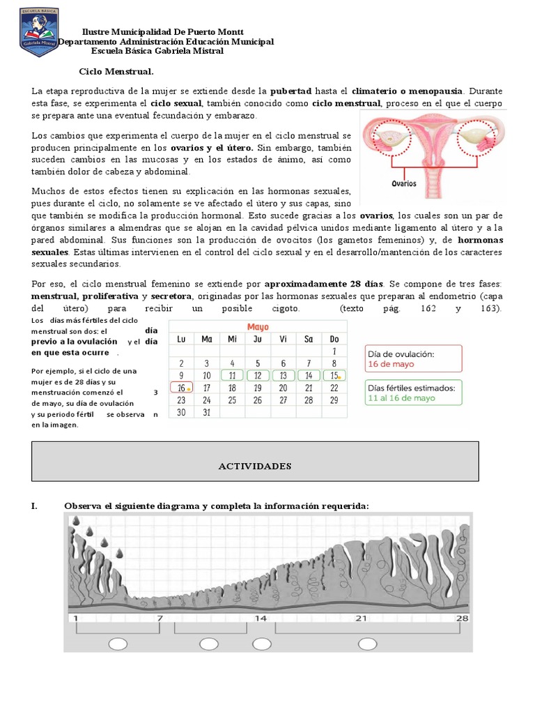 Ciclo Menstrual Guia | PDF | Ciclo menstrual | Menstruación
