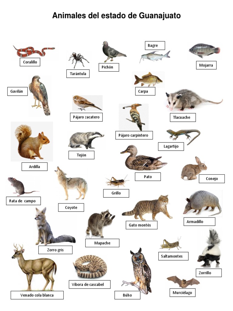Animales Del Estado De Guanajuato Pdf