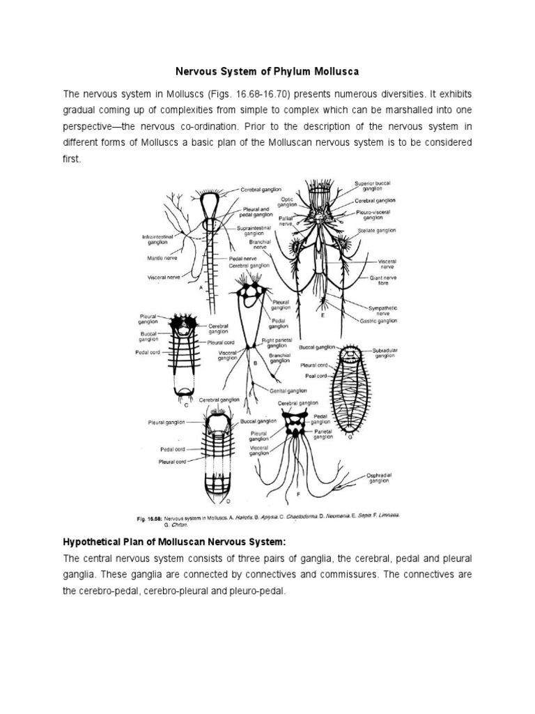 Nervous System of Mollusca I | PDF | Nervous System | Bivalvia