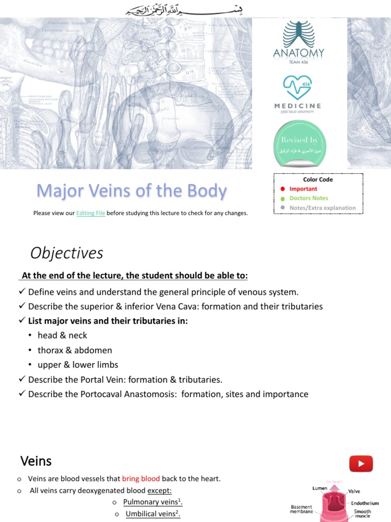 Major Veins and Their Functions | PDF | Vein | Common Carotid Artery