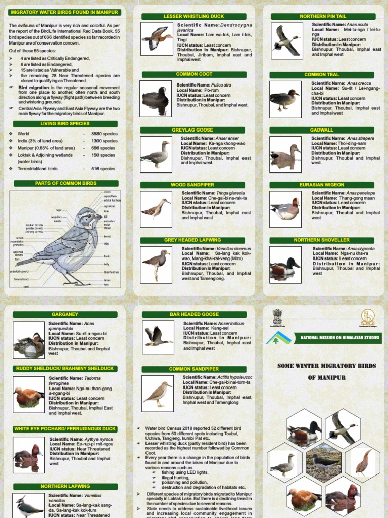 Migatory Birds Manipur | PDF | Bird Migration | Birds Of Eurasia