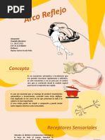 Esquema del Arco Reflejo | PDF