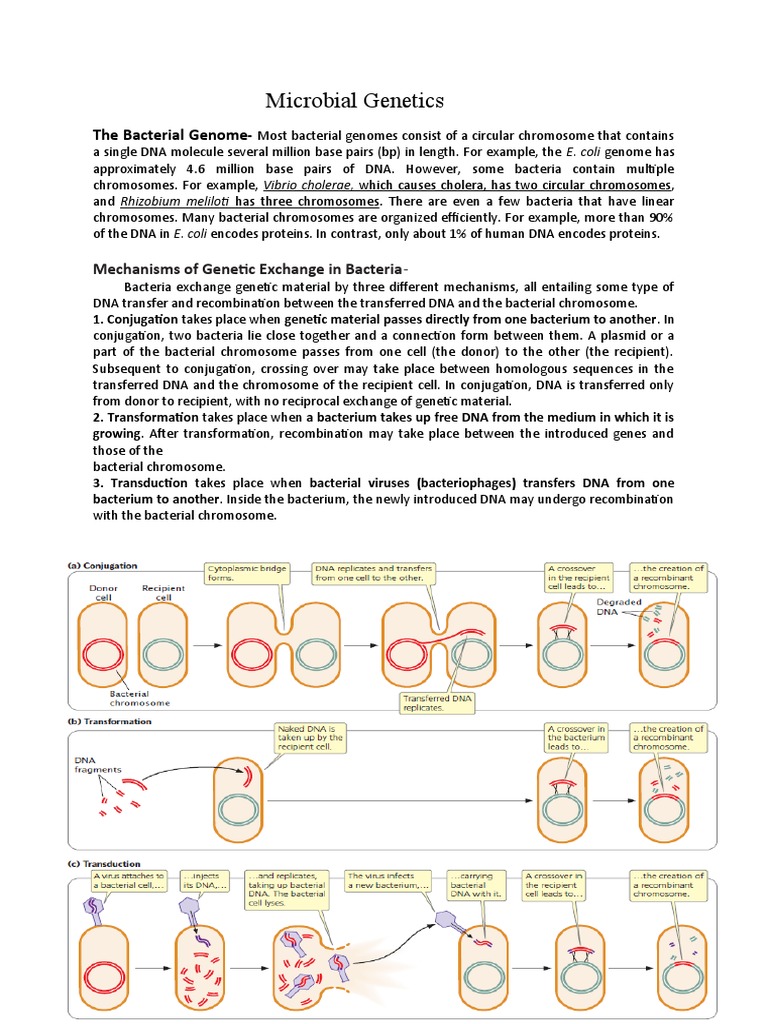 Microbial Genetics | PDF | Plasmid | Transformation (Genetics)