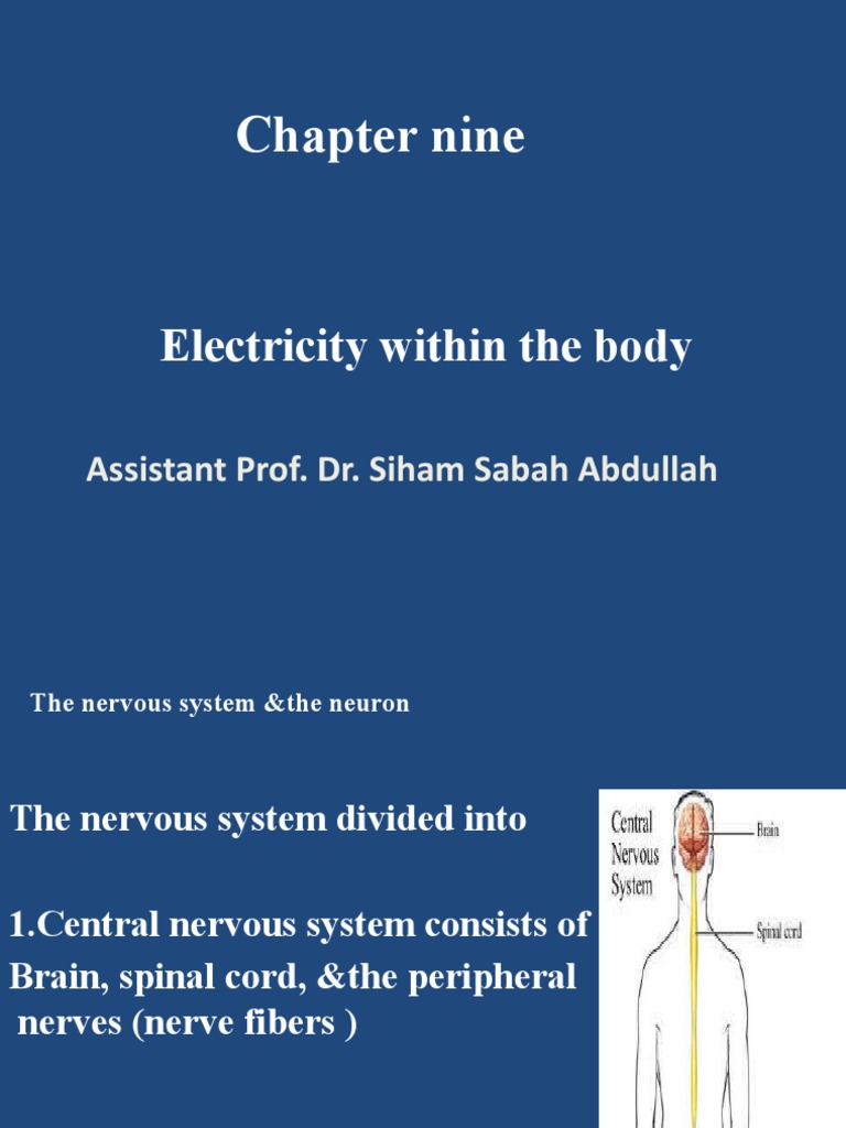 Ch-9 Electricity Within The Body | PDF | Neuron | Nervous System