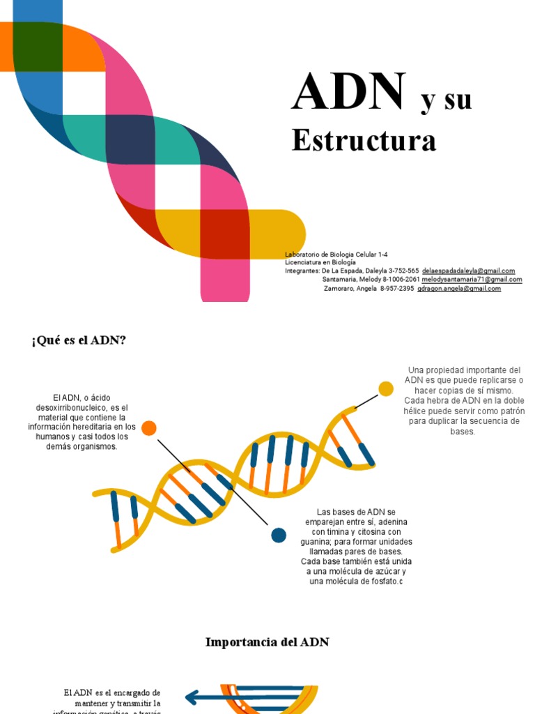 ADN y Su Estructura | PDF | Adn | Hibridación de ácido nucleico