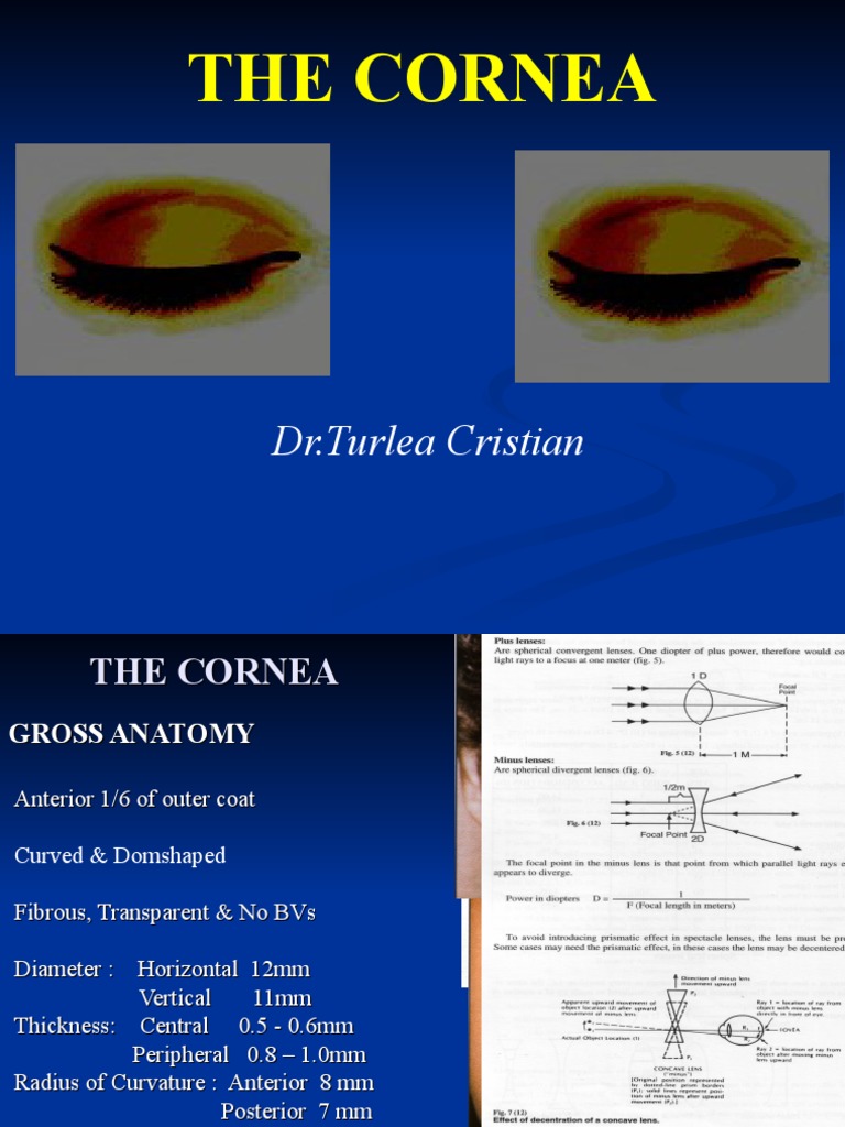 Corneea English | PDF | Cornea | Vision