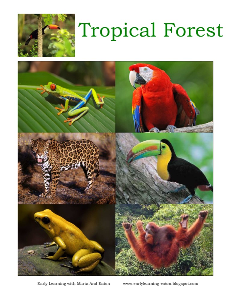 Animal Biomes | PDF