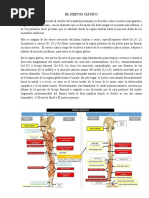 Dermatomas MMII | PDF | Pie | Anatomía del miembro inferior