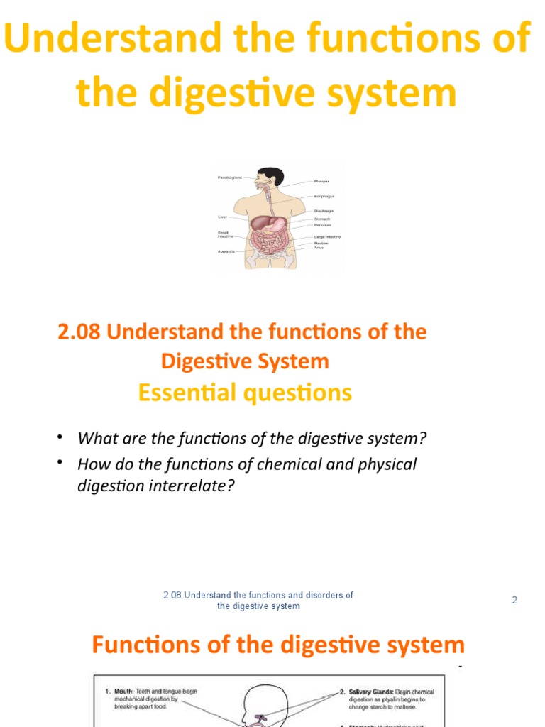 Function of Digestive System | PDF | Human Digestive System | Digestion