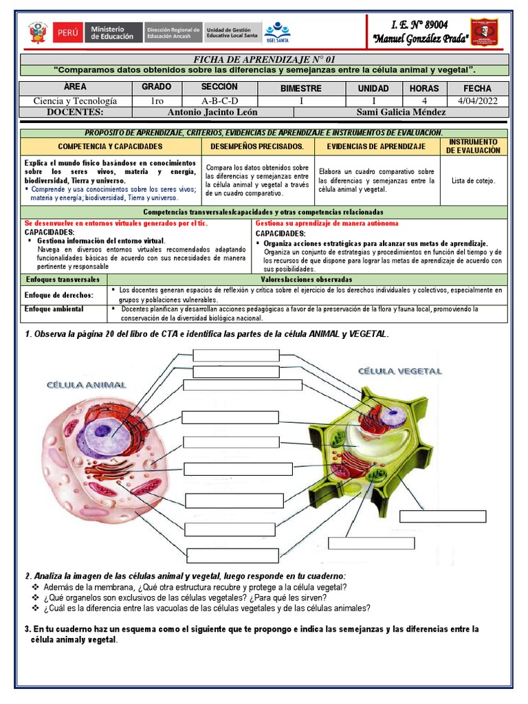Comparación de Células Animal y Vegetal | PDF | Aprendizaje | Biología ...
