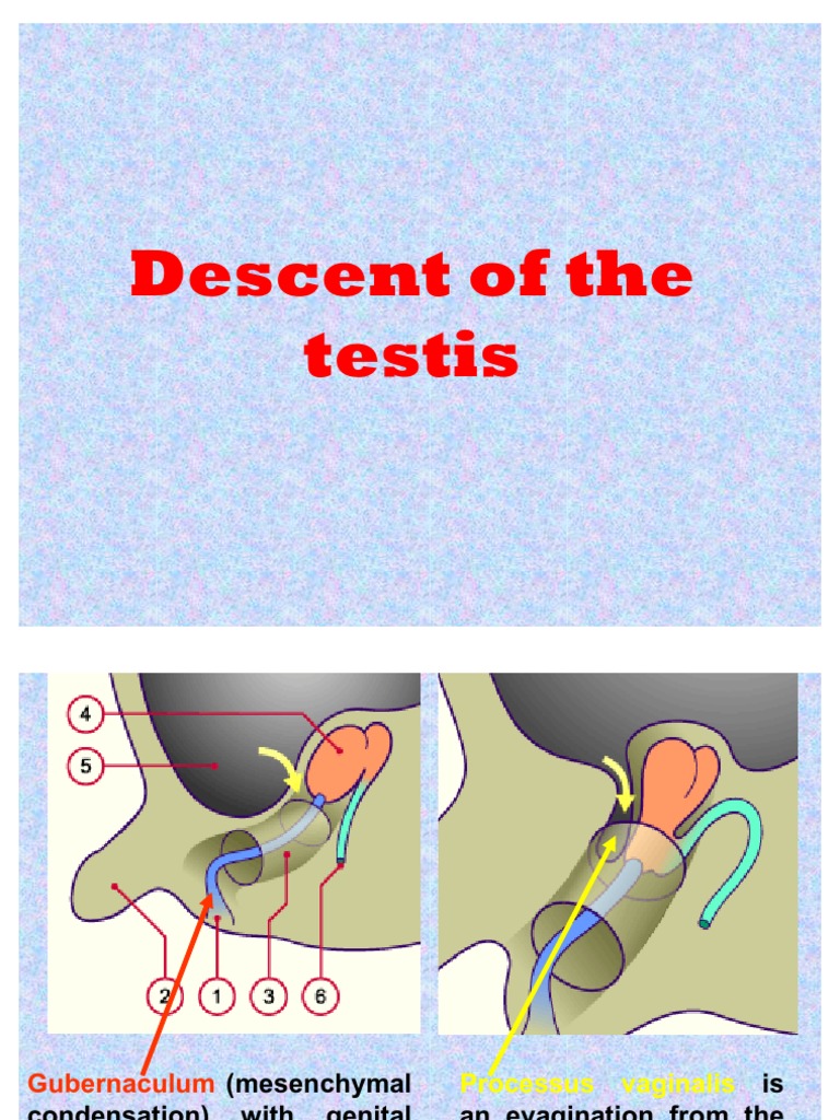5 - Descent of The Testis | PDF