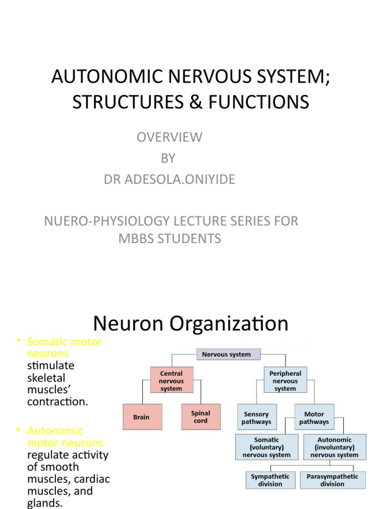 AUTONOMIC NERVOUS SYSTEM FOR MBBS | PDF | Autonomic Nervous System ...