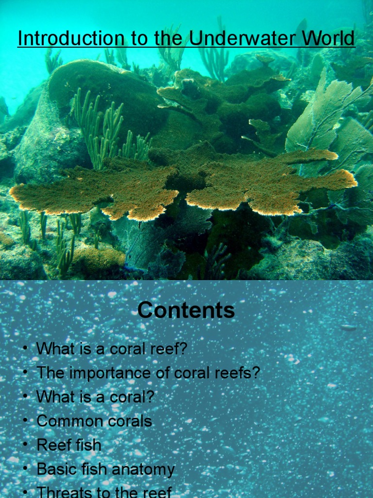 Understanding Coral Reefs for Kids | PDF | Coral Reef | Ecology