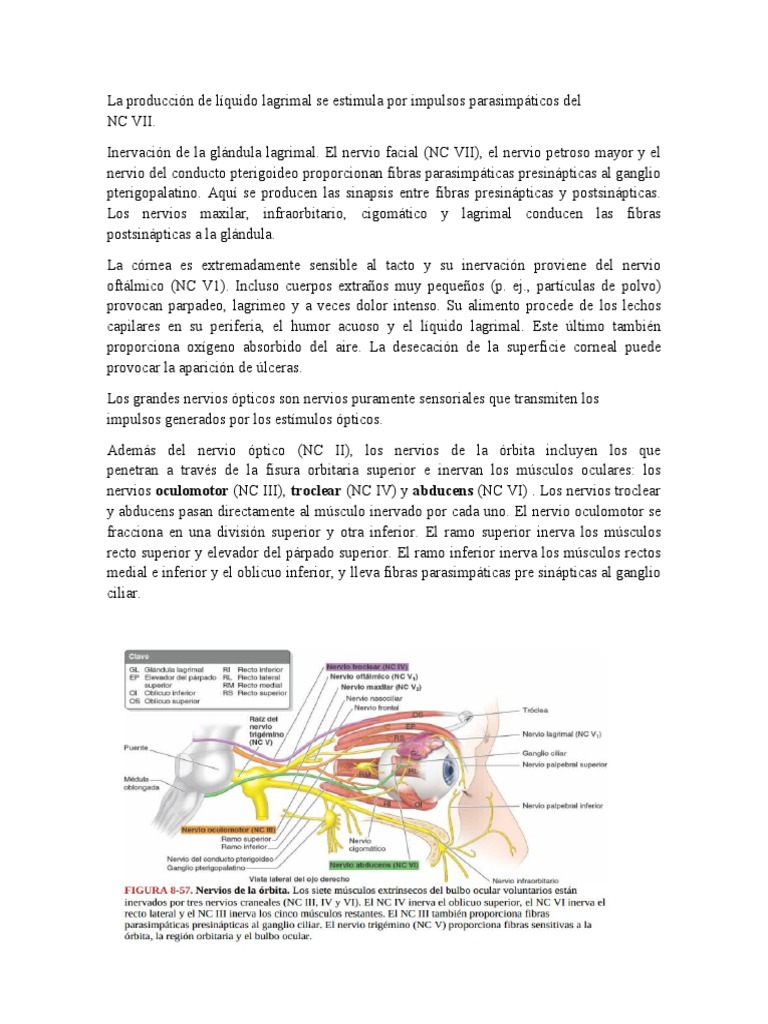 Inervacion Del Ojo | PDF | Anatomía | Anatomía humana