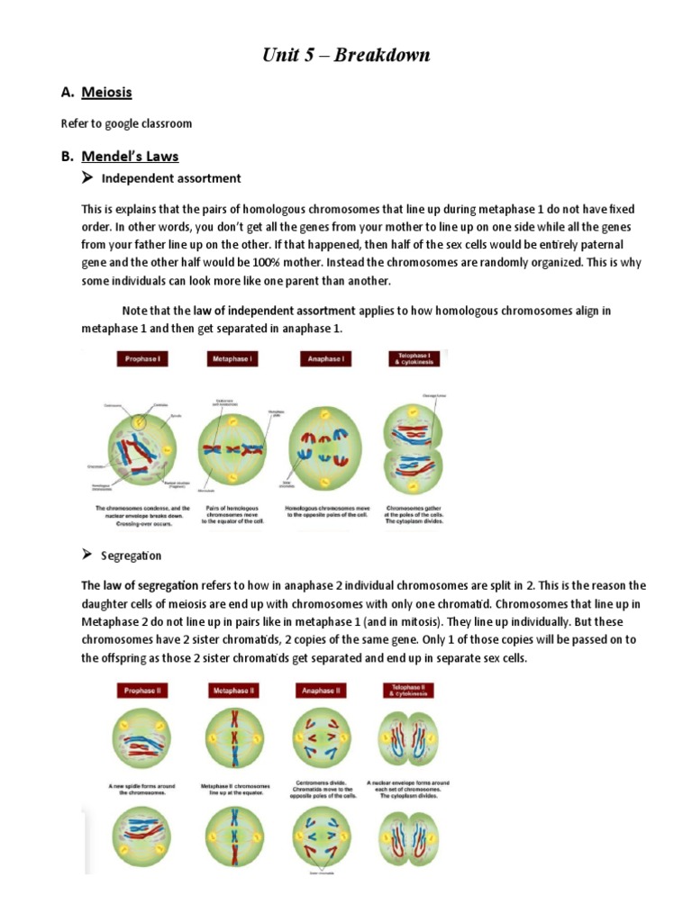 AP Bio - Unit 5 Breakdown | PDF | Meiosis | Gene