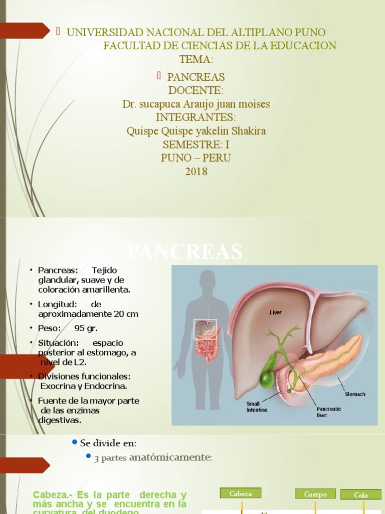 Pancrea Anatomia | PDF | Páncreas | Digestión