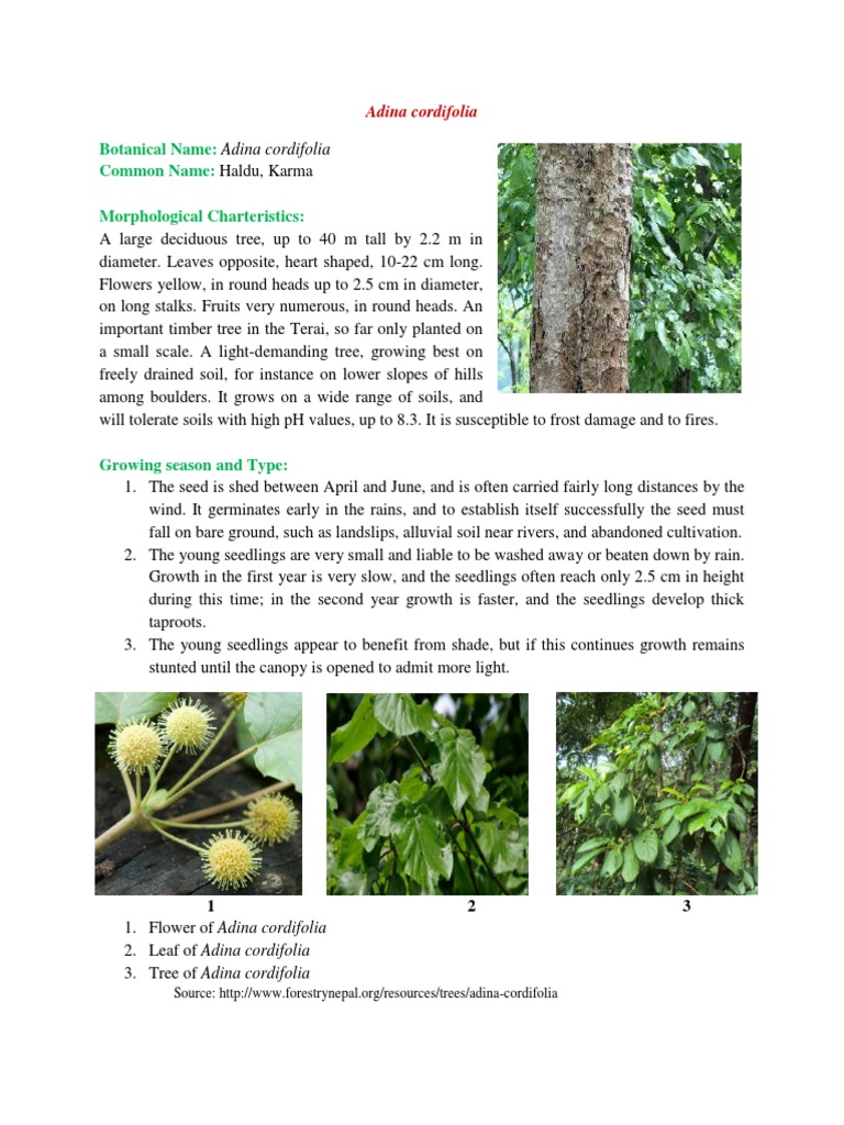 Adina Cordifolia | PDF