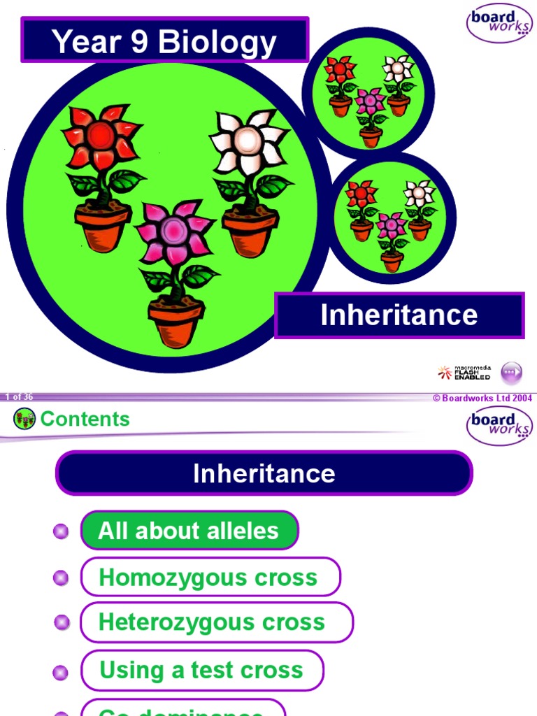 Year 9 Biology: Inheritance | PDF | Dominance (Genetics) | Zygosity