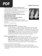 Anatomia Pulpar | PDF | Medicina CLINICA | Diente