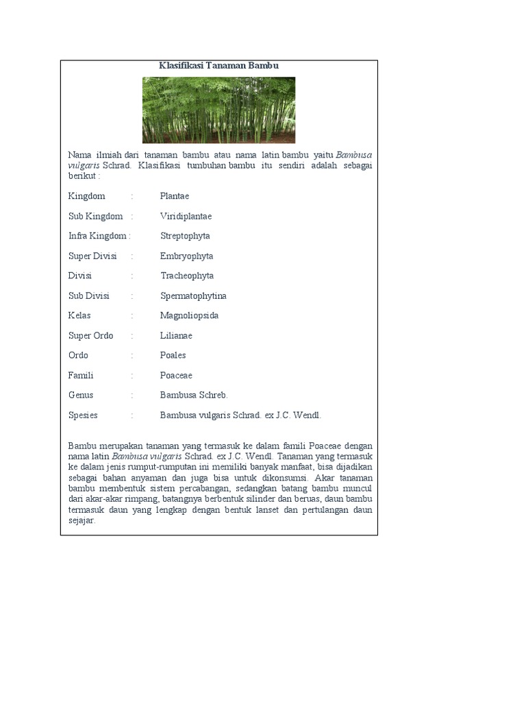 Klasifikasi Tanaman Bambu | PDF