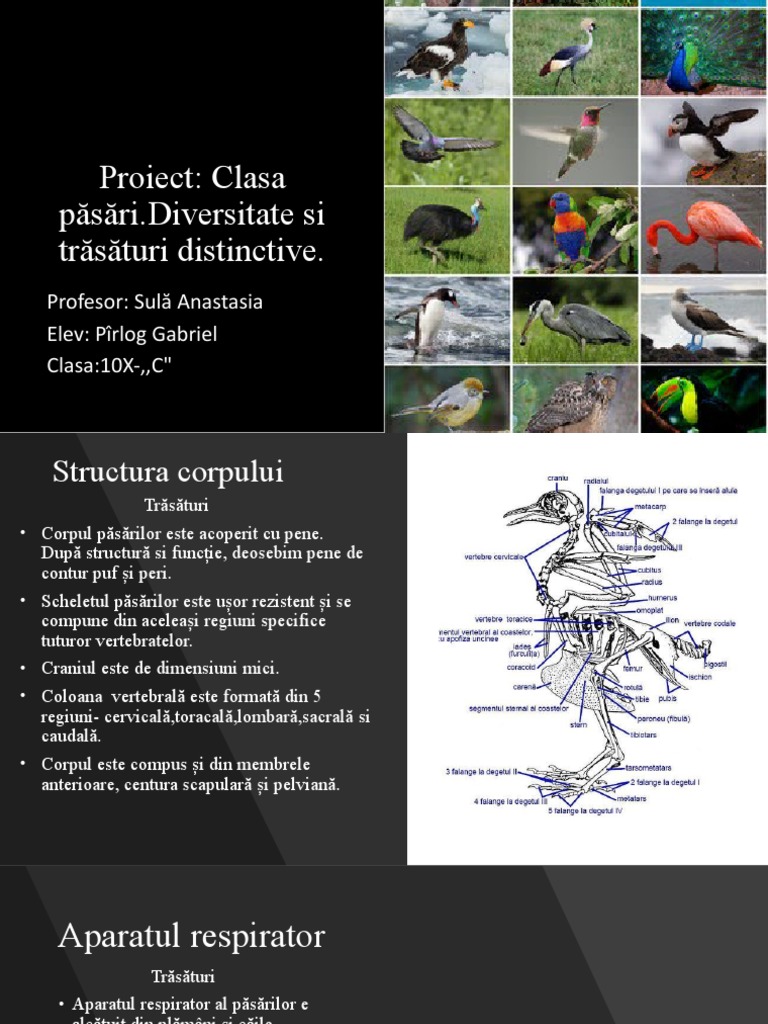 Clasa Pasari - Diversitate Si Trasaturi Distinctive | PDF