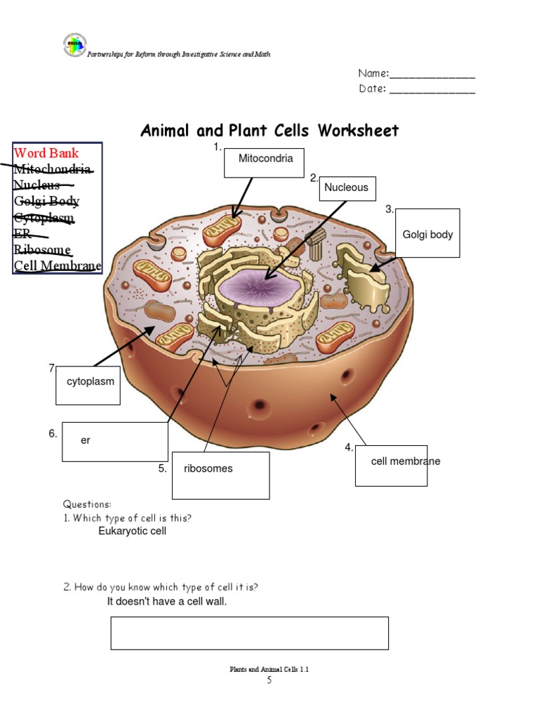 Jake Facciobene Cells Practice Worksheet 2 1 PDF | PDF | Cell (Biology ...