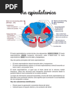 Motoneuronas Alfa y Gamma | PDF | Neurona motora | Músculo