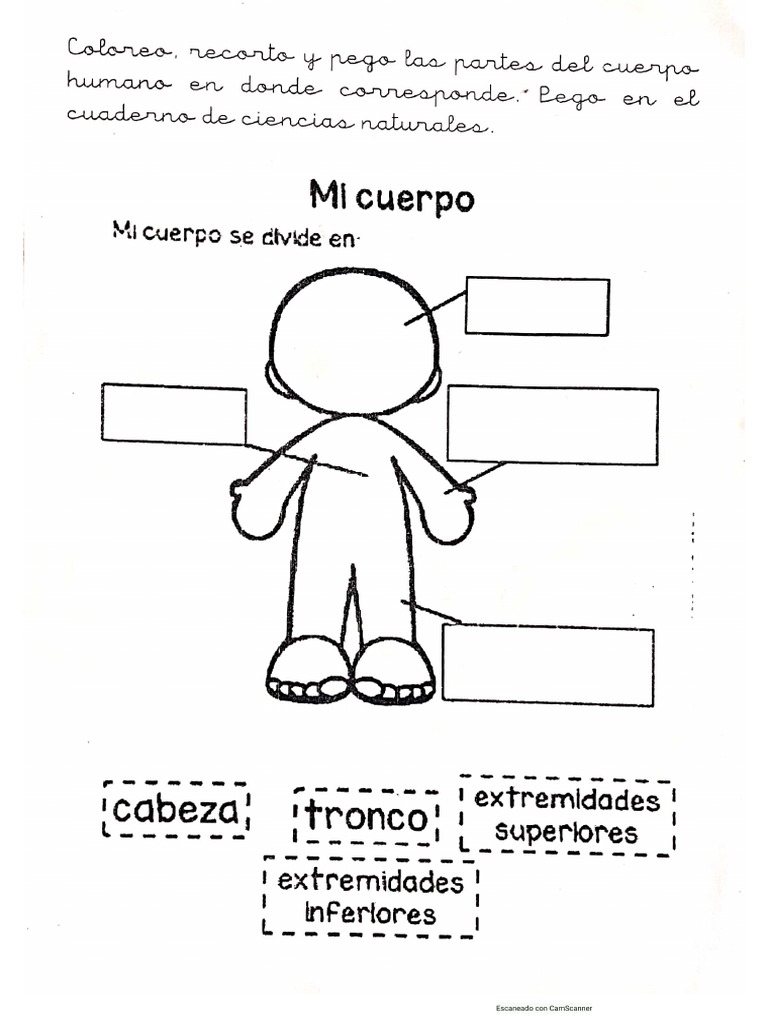 Mi Cuerpo | PDF