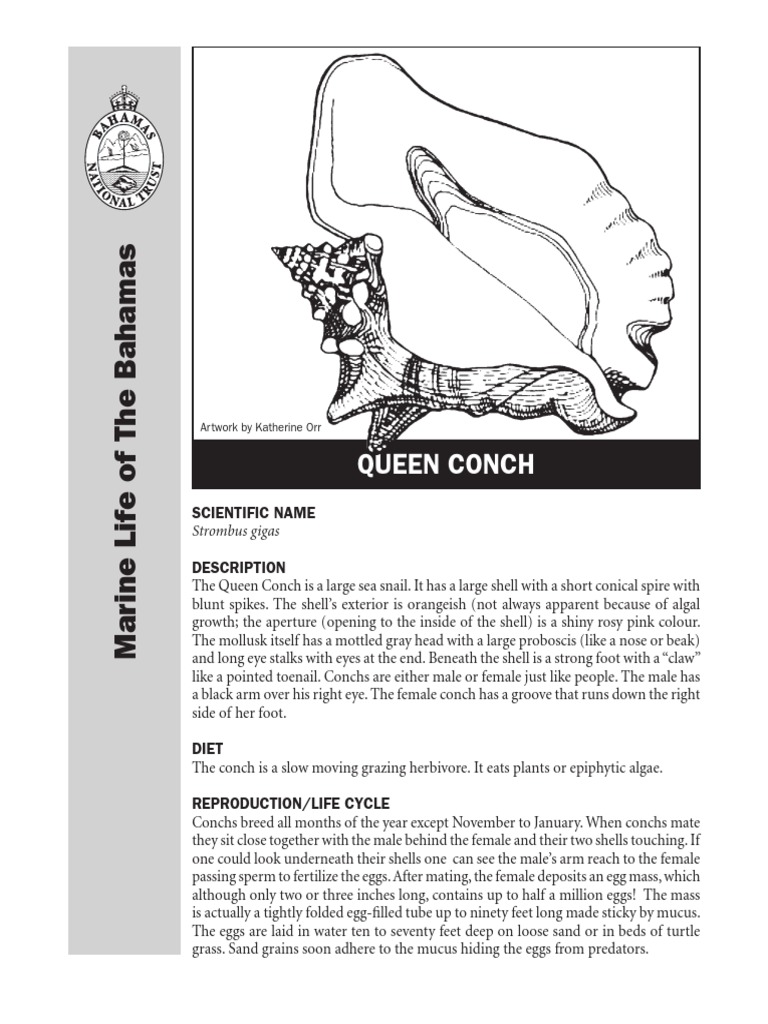 Conch Notes | PDF | Organisms