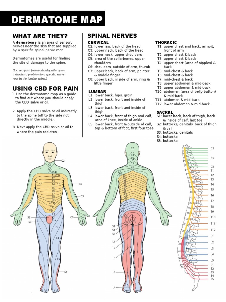 Dermatome-Map | PDF | Nervous System | Musculoskeletal System
