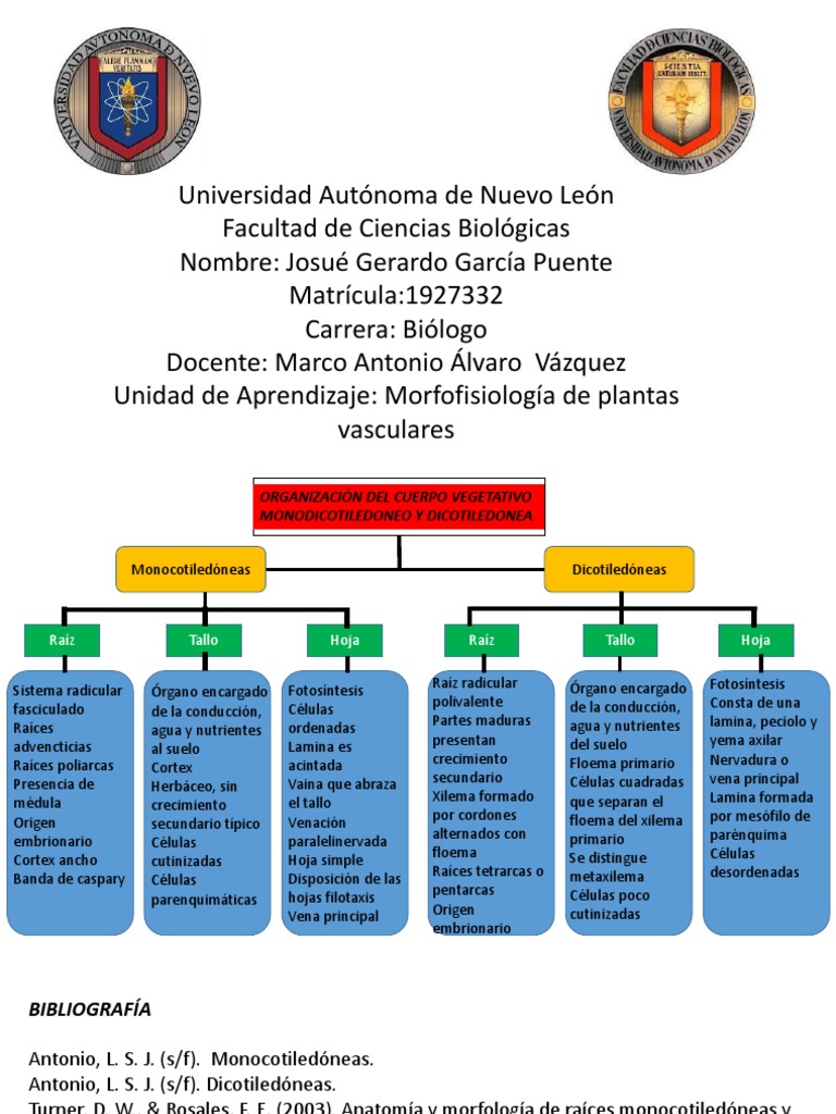 Mapa Conceptual Plantas | PDF | Raíz | Tallo de la planta