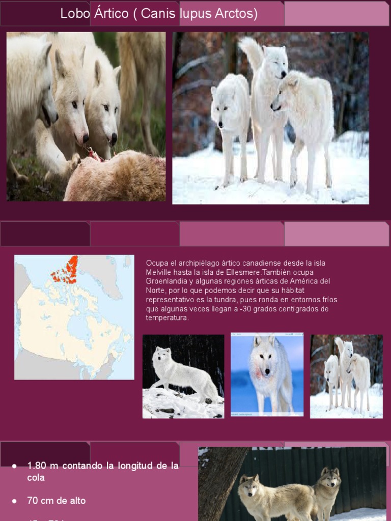 Lobo Artico | PDF