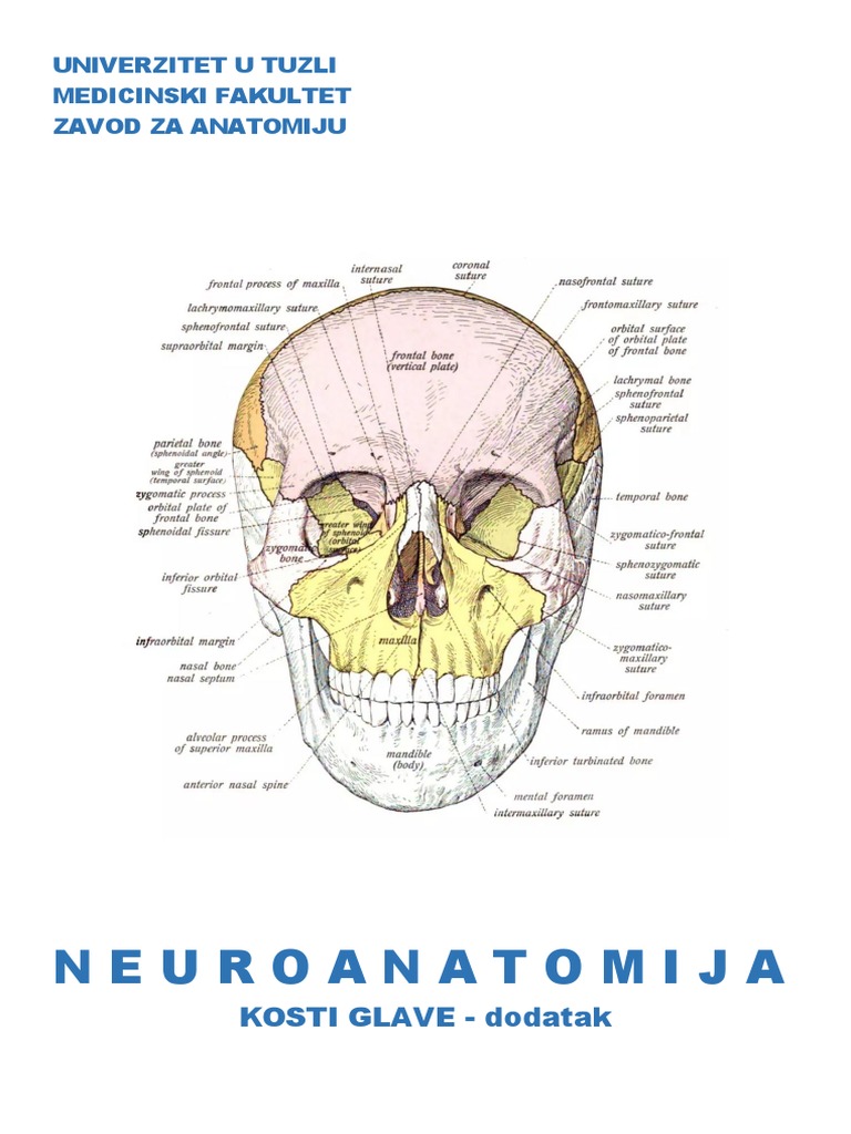 Neuroanatomija - Kosti Glave Dodatak a20-p2na1 | PDF