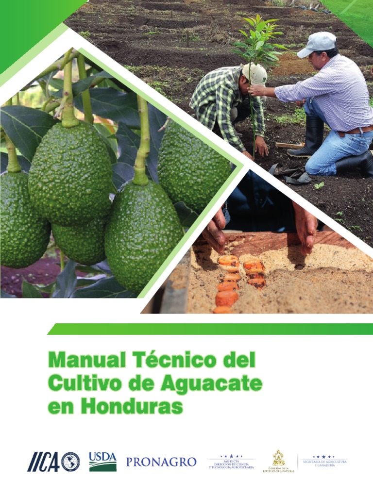 2020 Manual Tecnico Del Cultivo de Aguacate en Honduras Zobu6bbs | PDF ... 2020 Manual Tecnico Del Cultivo de Aguacate en Honduras Zobu6bbs | PDF ...