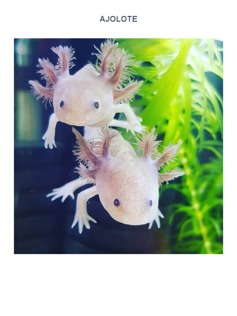AJOLOTE | PDF | Regeneración (biología) | Biología