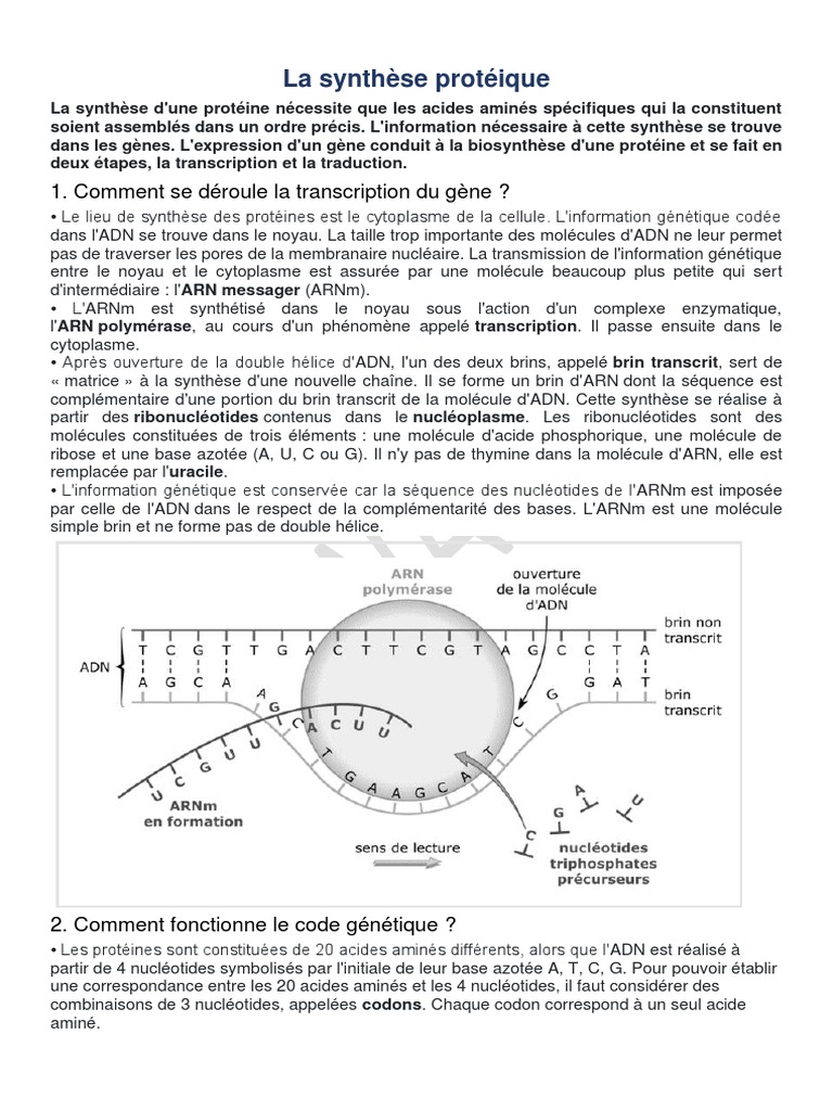 Synthèse des protéines : transcription et traduction | PDF | Acide ...