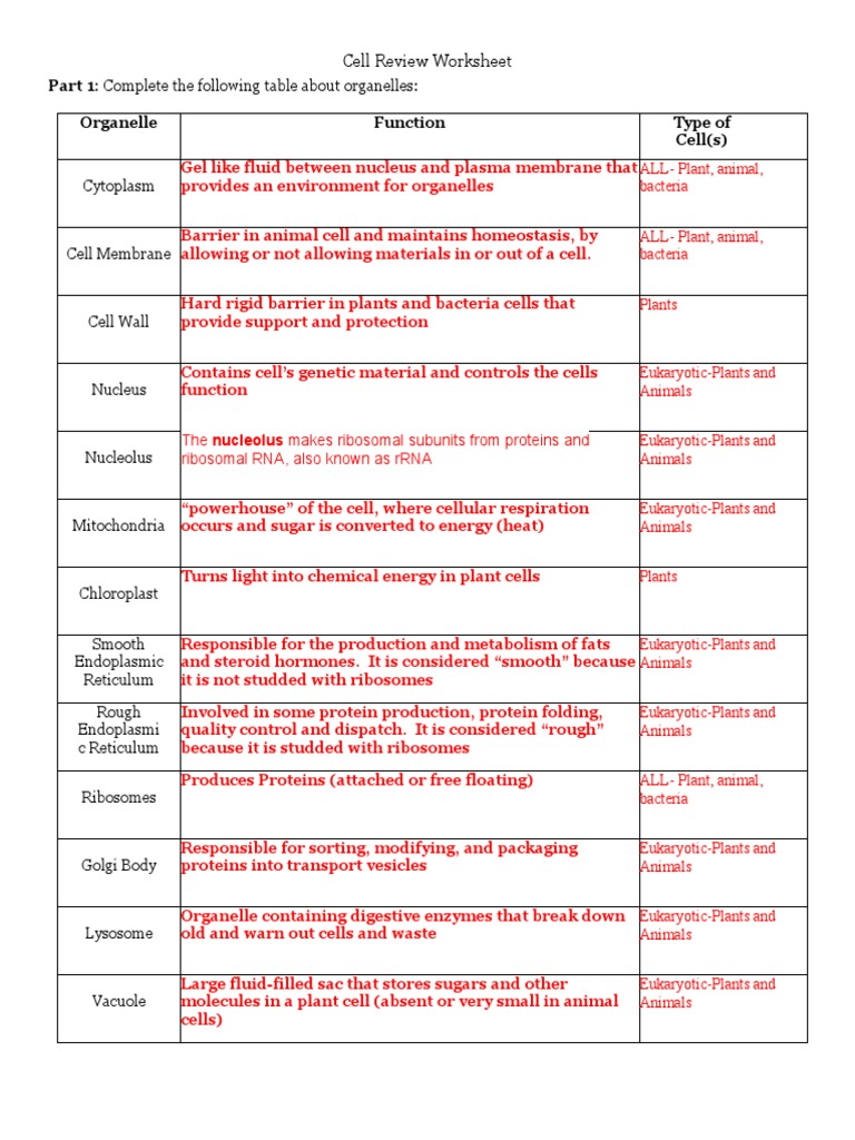 Cell Review Worksheet-ANSWER KEY | PDF | Cell (Biology) | Osmosis
