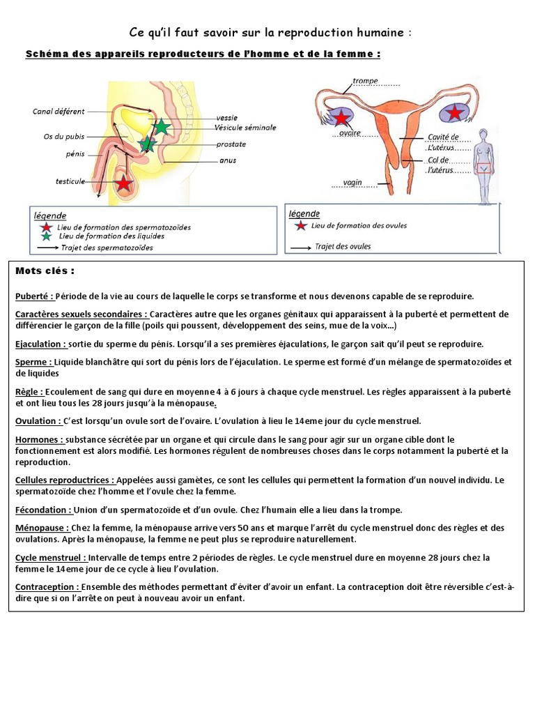 Reproduction Humaine Fiche Revision | PDF | Cycle menstruel | Contraception