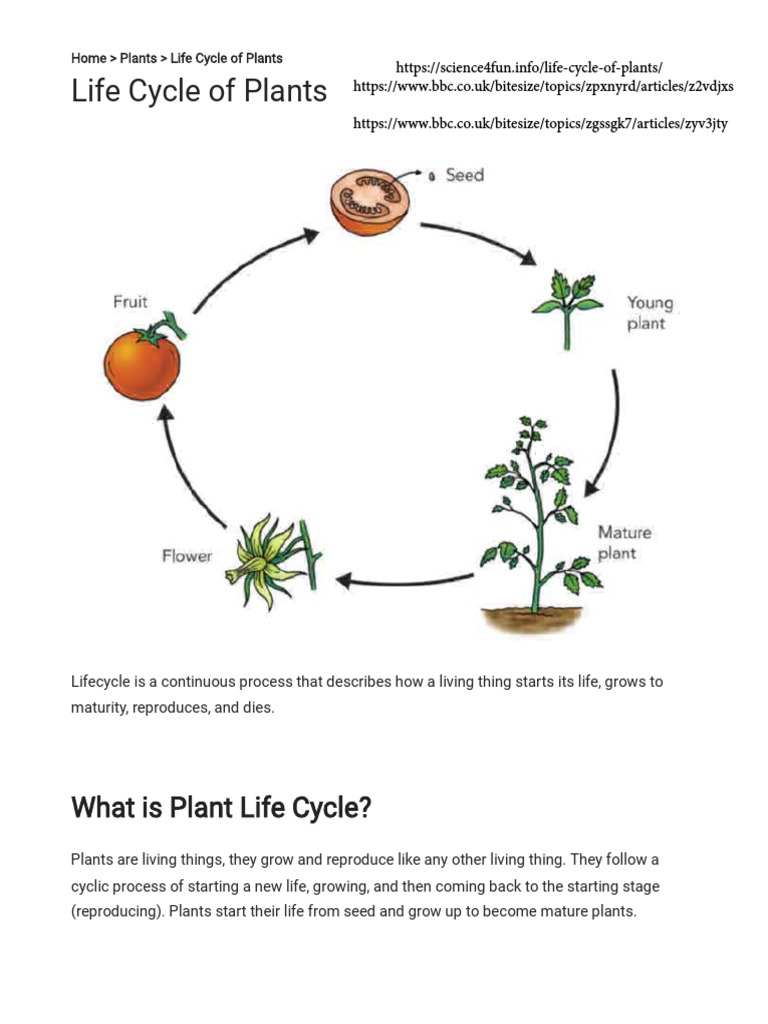 Life Cycle of Plants - 5 Stages + Fun Facts - Science4Fun | PDF | Seed ...