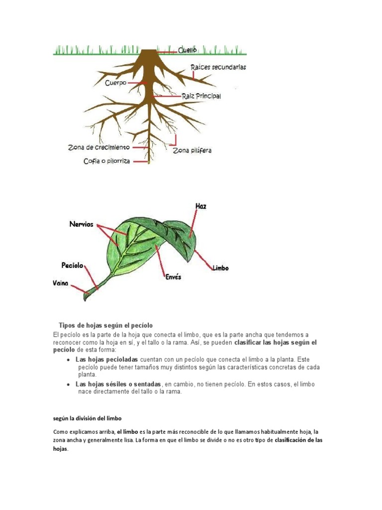 Tipos de Hojas | PDF | Hoja | Tallo de la planta