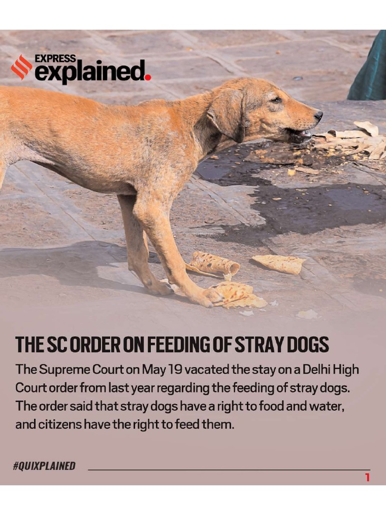 Stray Dogs | PDF