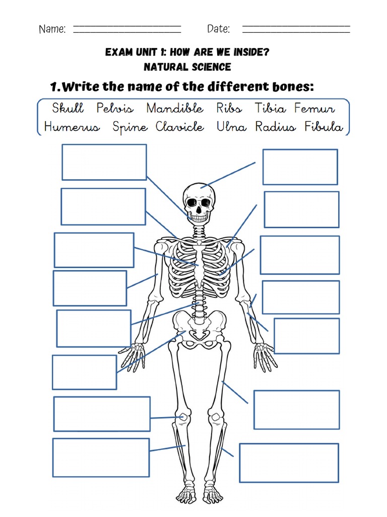 Write The Name of The Different Bones: 1.: EXAM UNIT 1: How Are We ...