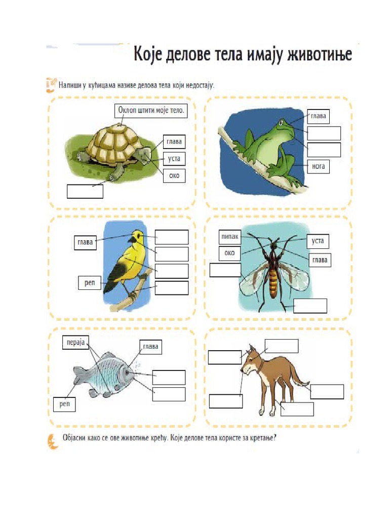 Delovi Tela Životinje | PDF