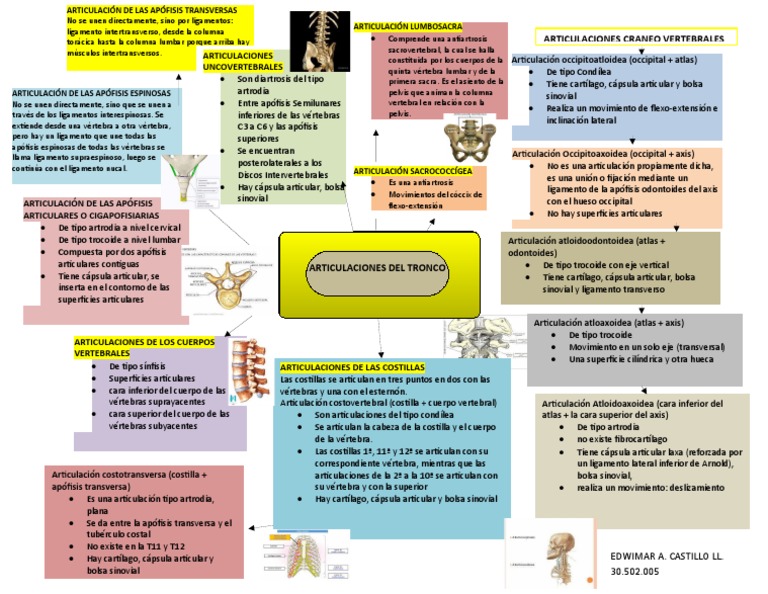 Mapa Ment Art Tronco Pdf Articulación La Columna Vertebral 0801