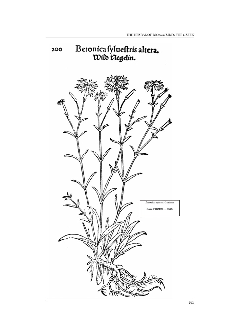 The Herbal of Dioscorides The Greek Book Four | PDF | Plants ...