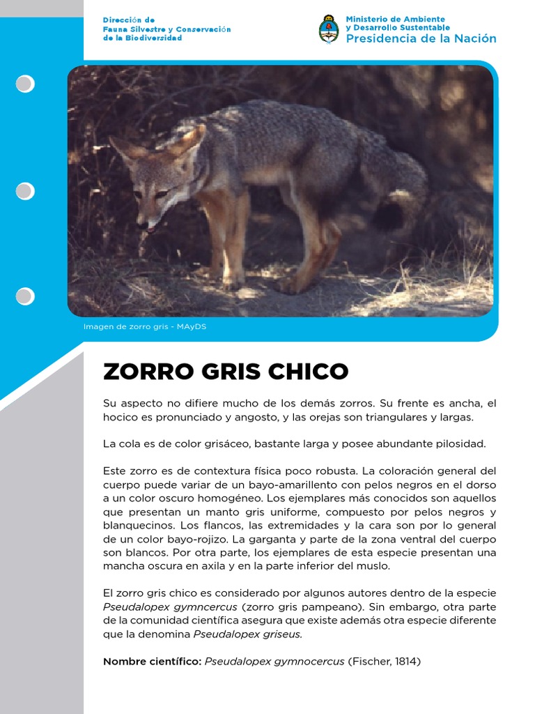 Ficha Zorro Gris Chico72 1 | PDF | Organismos