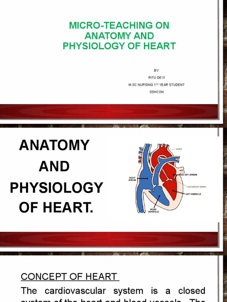 Anatomy and Physiology of Heart | PDF | Heart Valve | Coronary Circulation