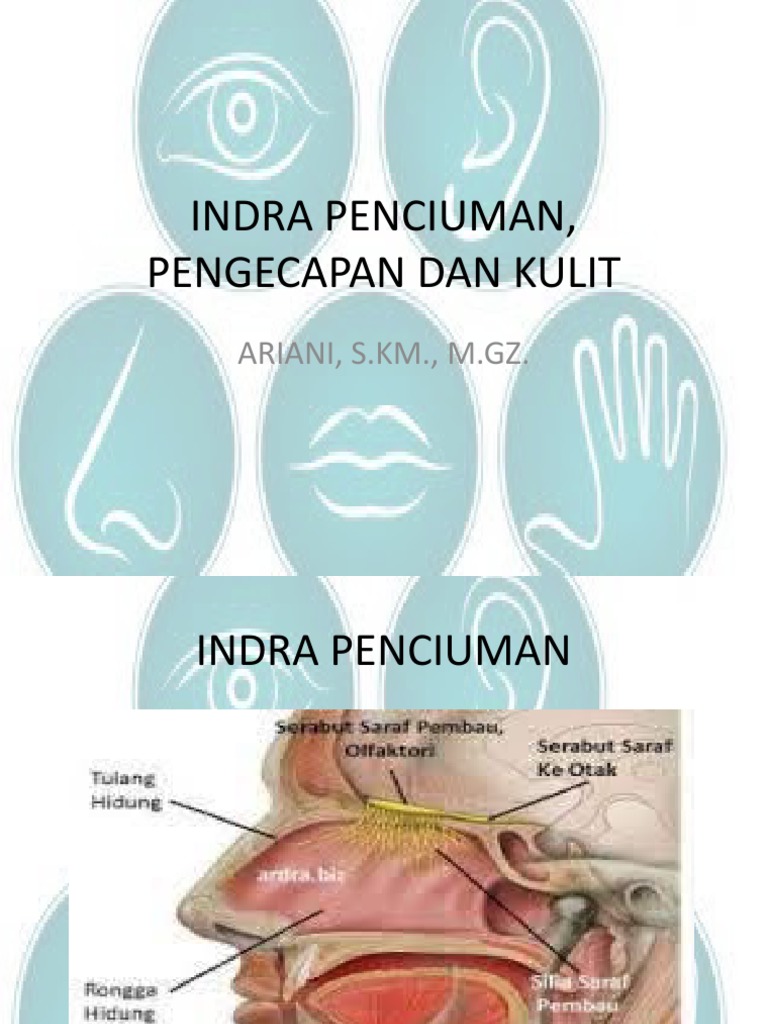 Indra Penciuman, Pengecapan Dan Kulit | PDF