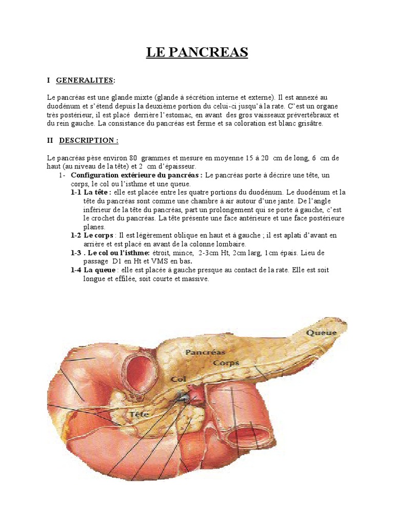 Le Pancreas | PDF | Pancréas | Zoologie