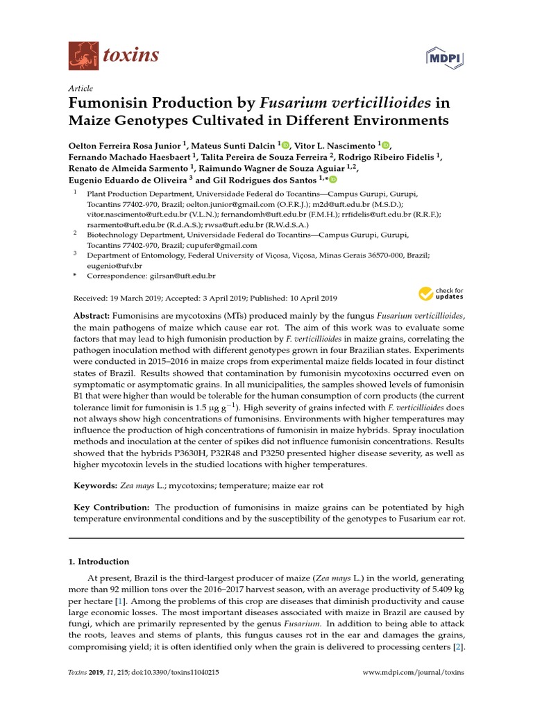 Fumonisin Production by Fusarium Verticillioides in | PDF | Maize